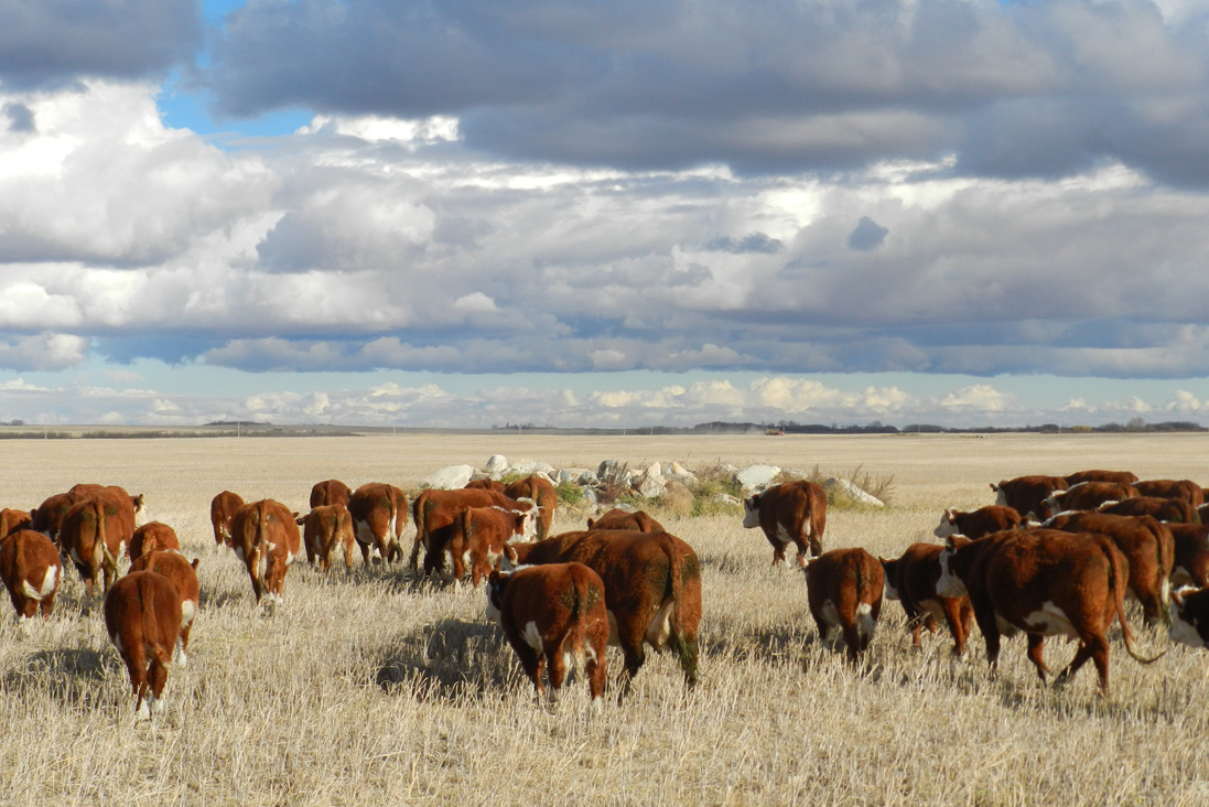 DSCN8453 72 res – Garrett Ranch Ltd