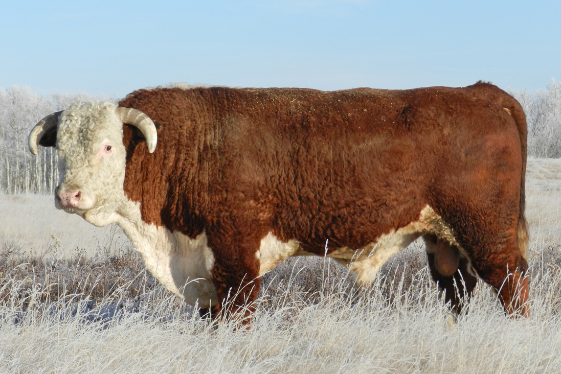 Current Herd Sires – Garrett Ranch Ltd