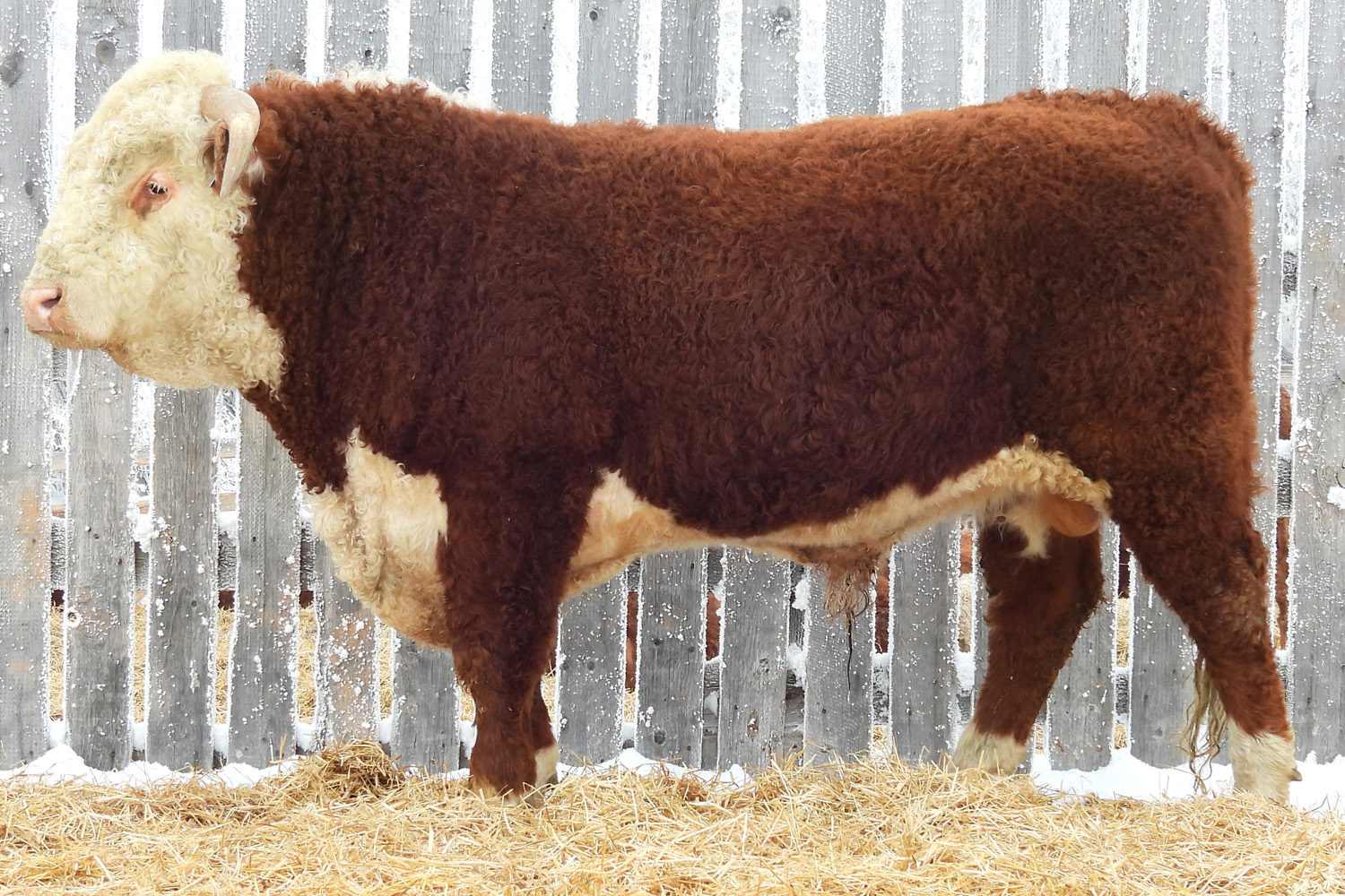 Current Herd Sires – Garrett Ranch Ltd