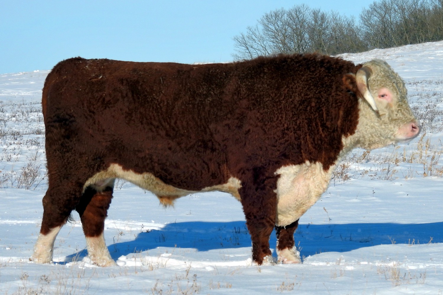 Current Herd Sires – Garrett Ranch Ltd