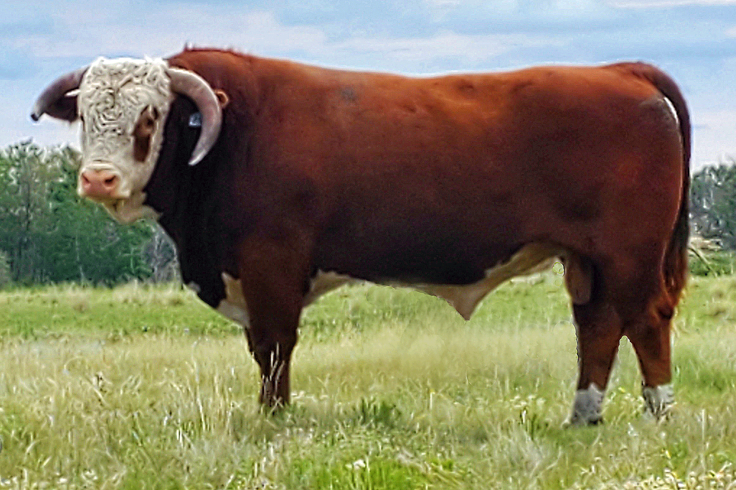 Current Herd Sires – Garrett Ranch Ltd